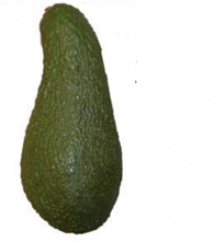 Green avocado varieties - Canacado