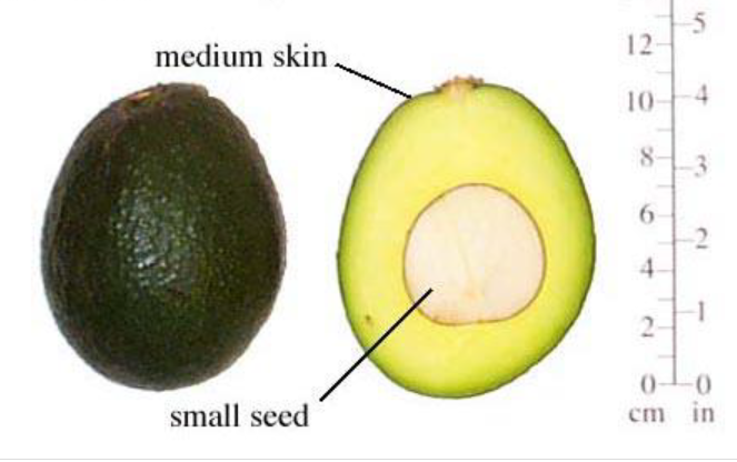 ריכוז תכונות זני אבוקדו ירוקים - Canacado