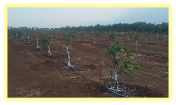 israel avocados in 2021 - Canacado