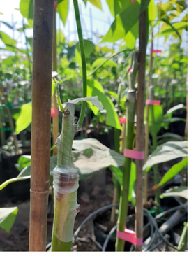 israel avocados in 2021 - Canacado